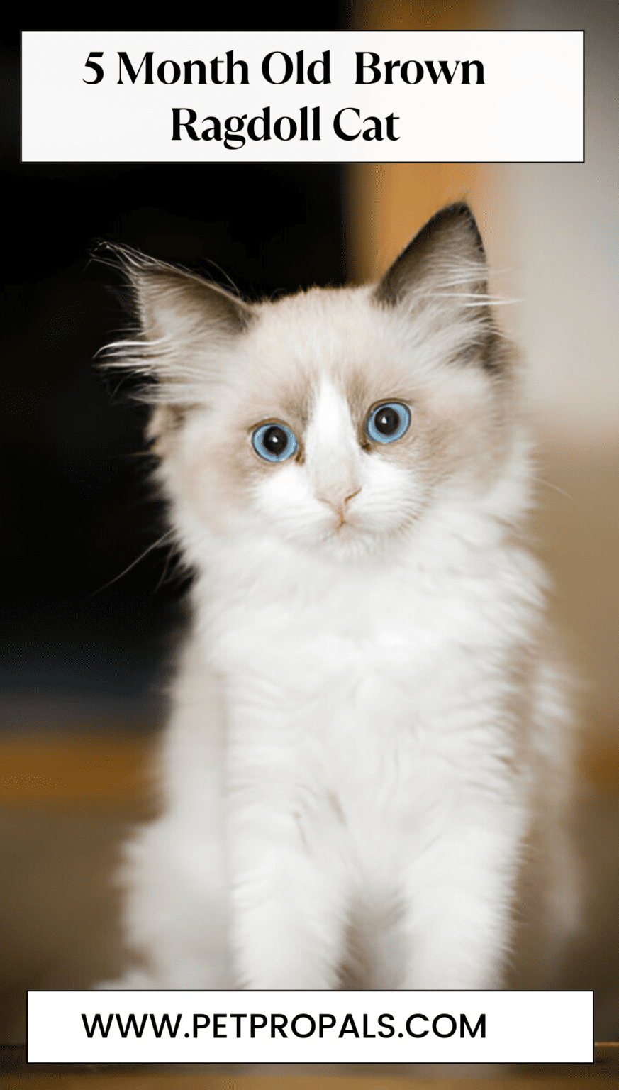 Brown Ragdoll Cats Types, Lifespan, Facts, Care, Adoption & Cost