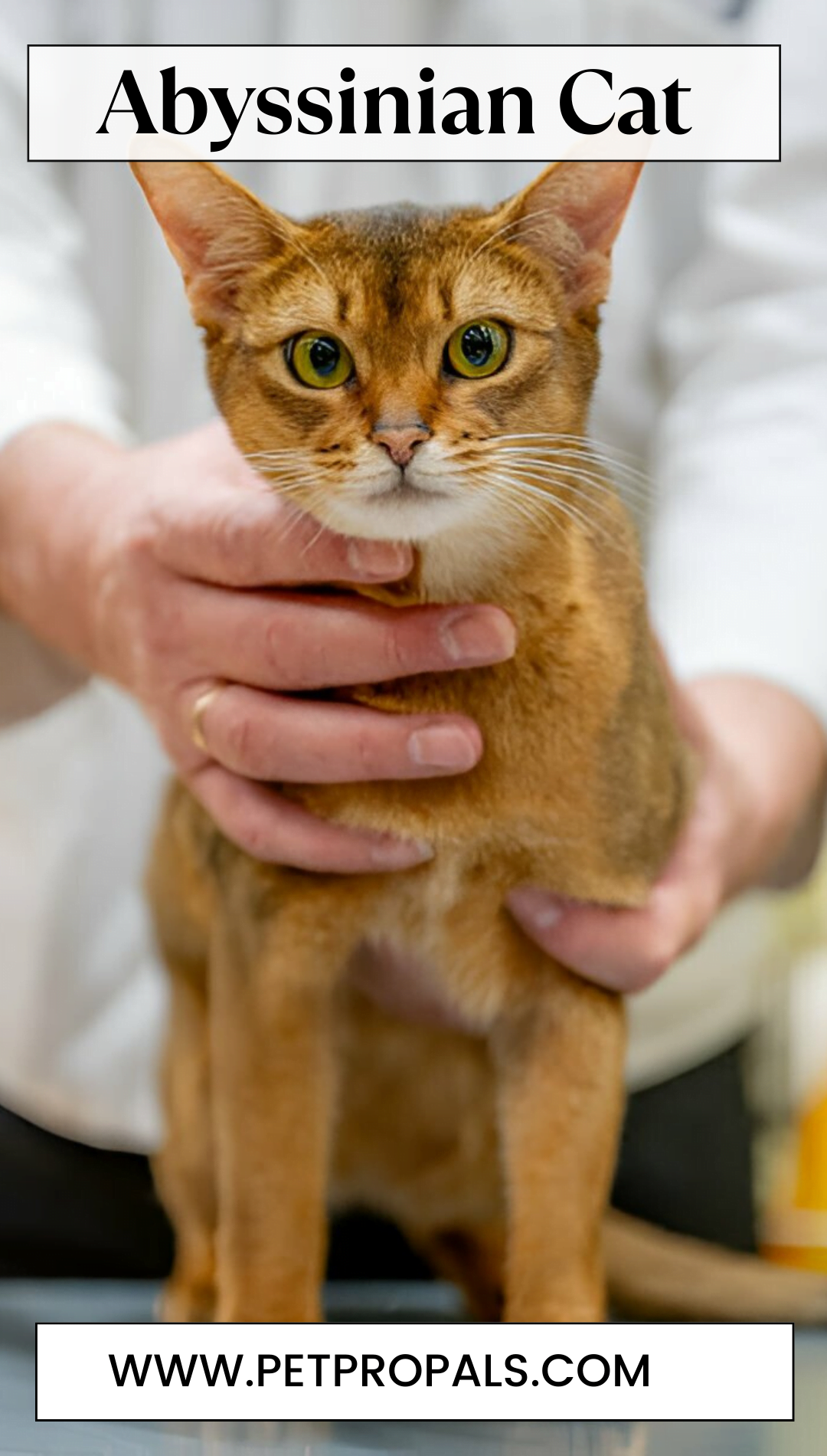 10 Stunning Cats With Large Ears With Picture