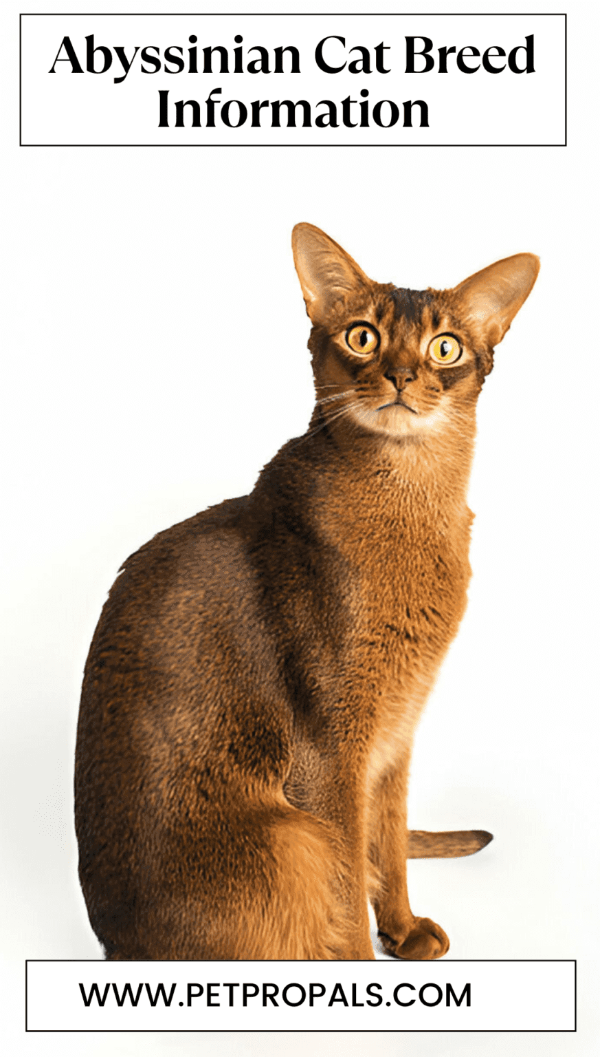 Abyssinian cat Lifespan, Colors, Origin ,Care, traits & More