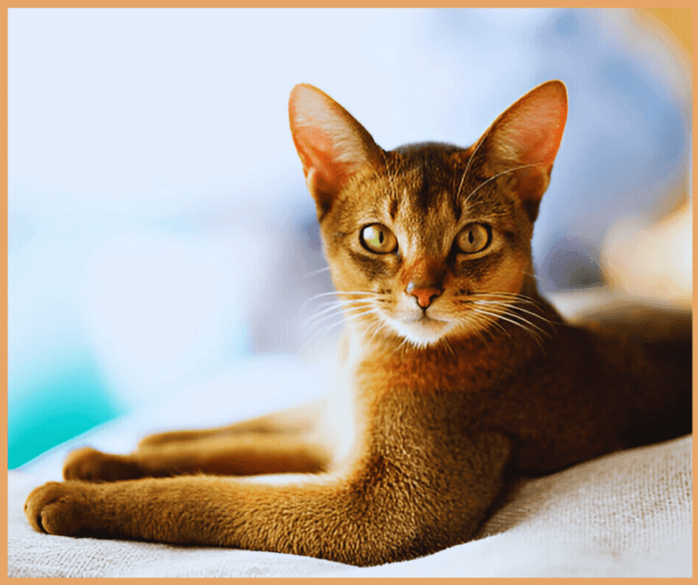 Abyssinian cat Lifespan, Colors, Origin ,Care, traits & More