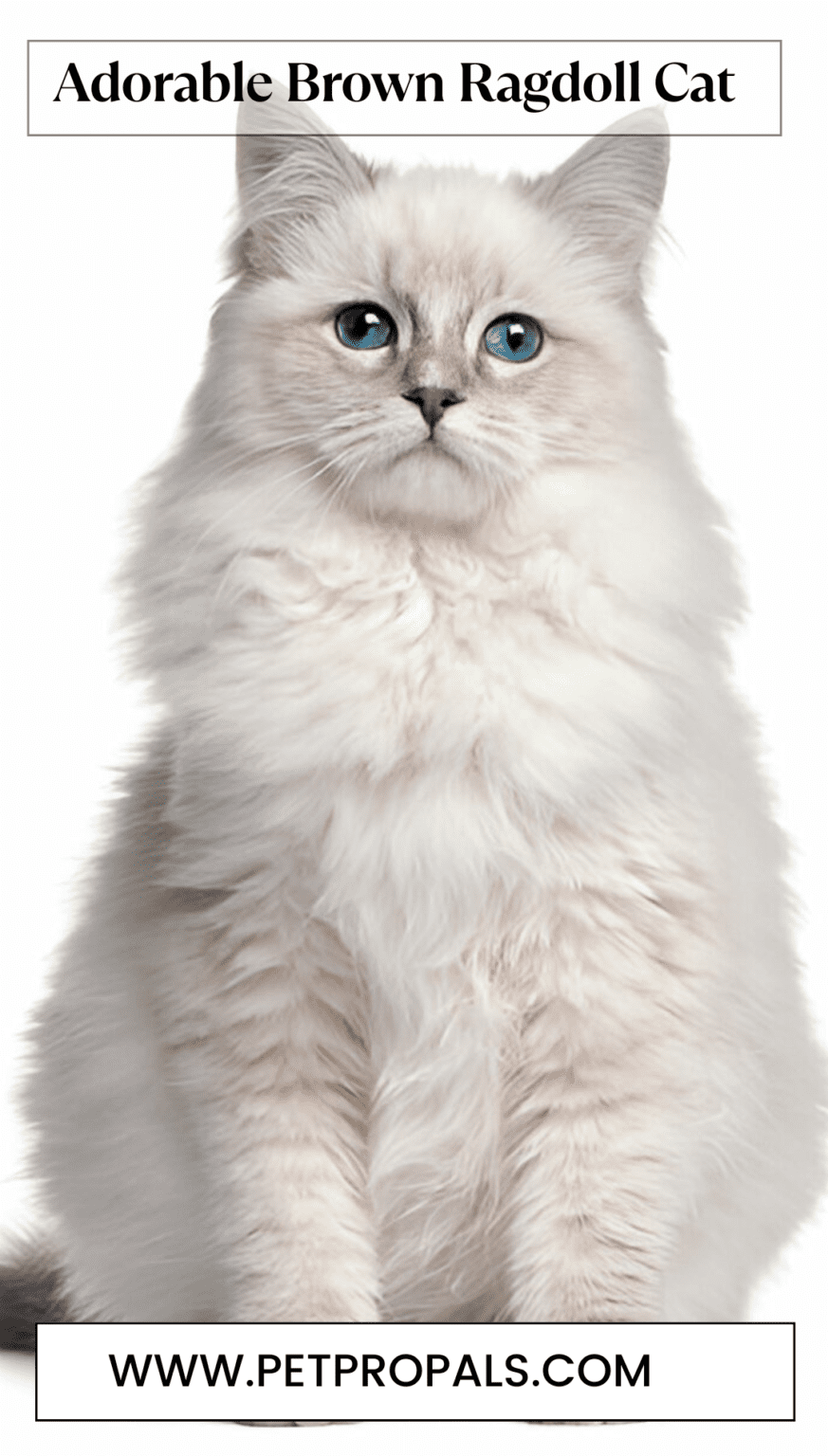 Brown Ragdoll Cats Types, Lifespan, Facts, Care, Adoption & Cost
