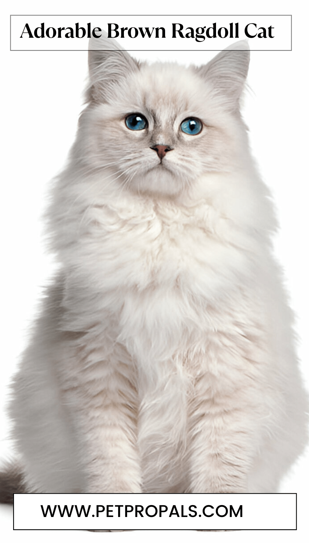 Brown Ragdoll Cats Types, Lifespan, Facts, Care, Adoption & Cost