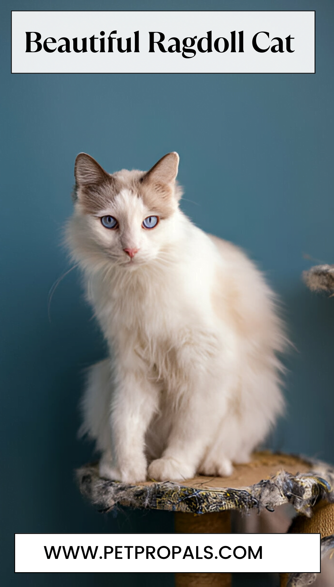 Brown Ragdoll Cats Types, Lifespan, Facts, Care, Adoption & Cost