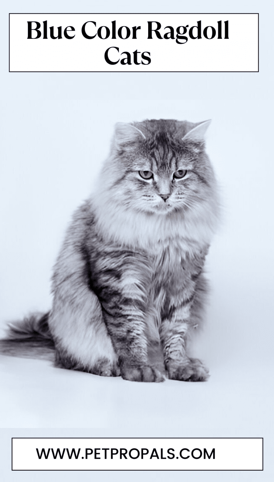 25 Stunning Colors and Patterns of Ragdoll Cats With Images