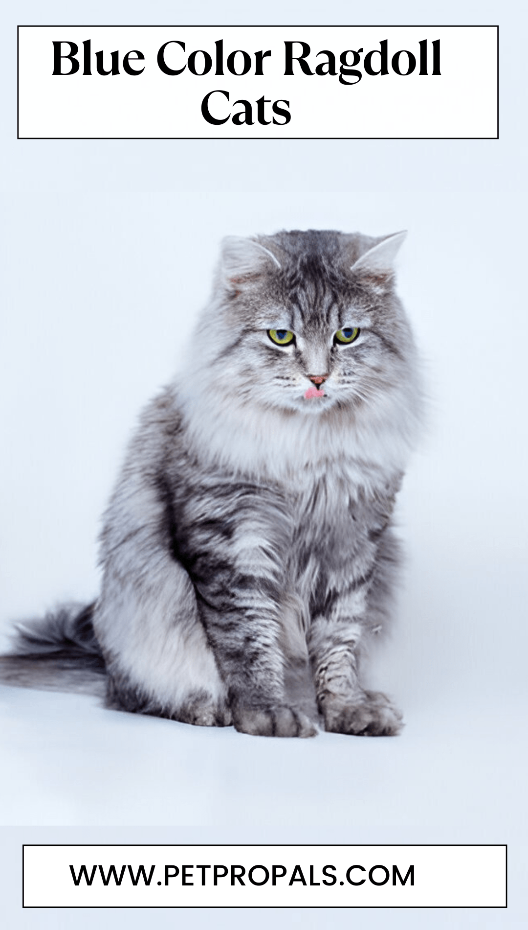 25 Stunning Colors and Patterns of Ragdoll Cats With Images