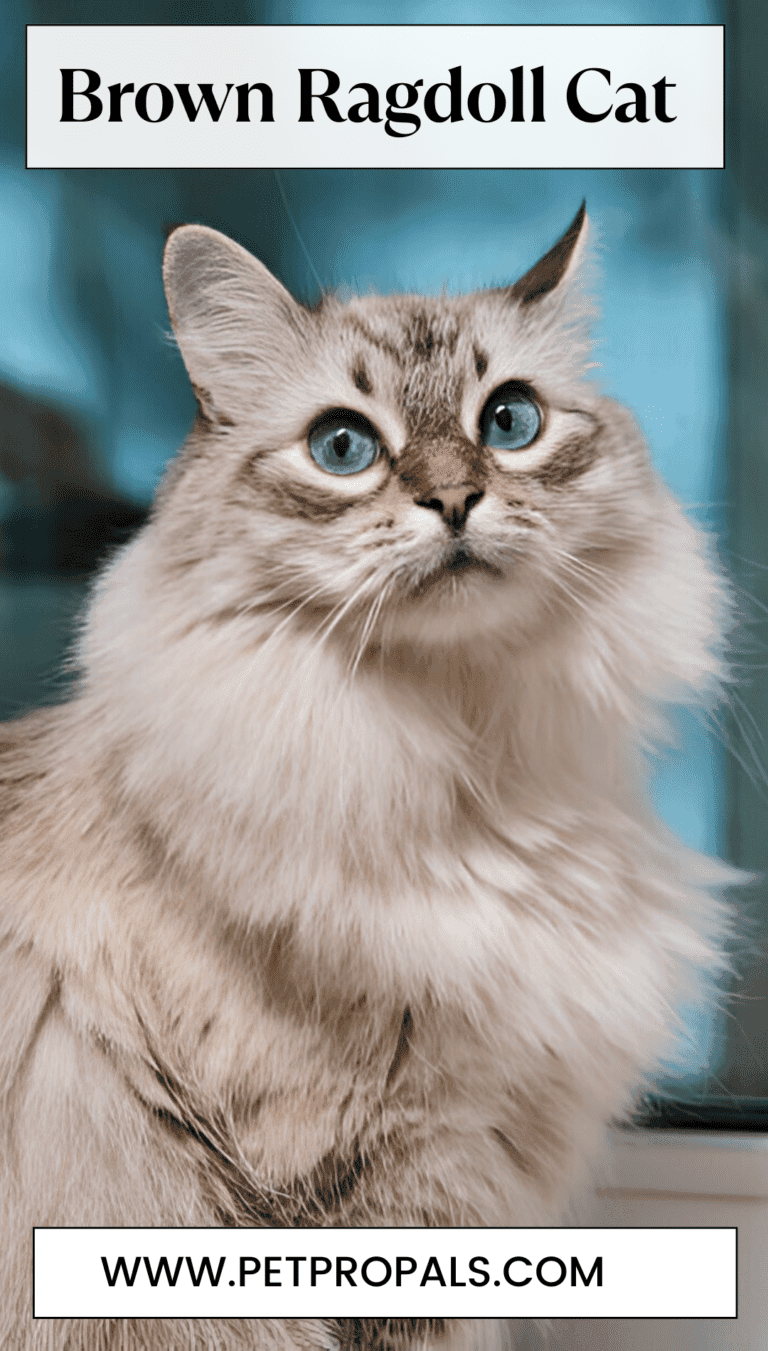 Brown Ragdoll Cats Types, Lifespan, Facts, Care, Adoption & Cost