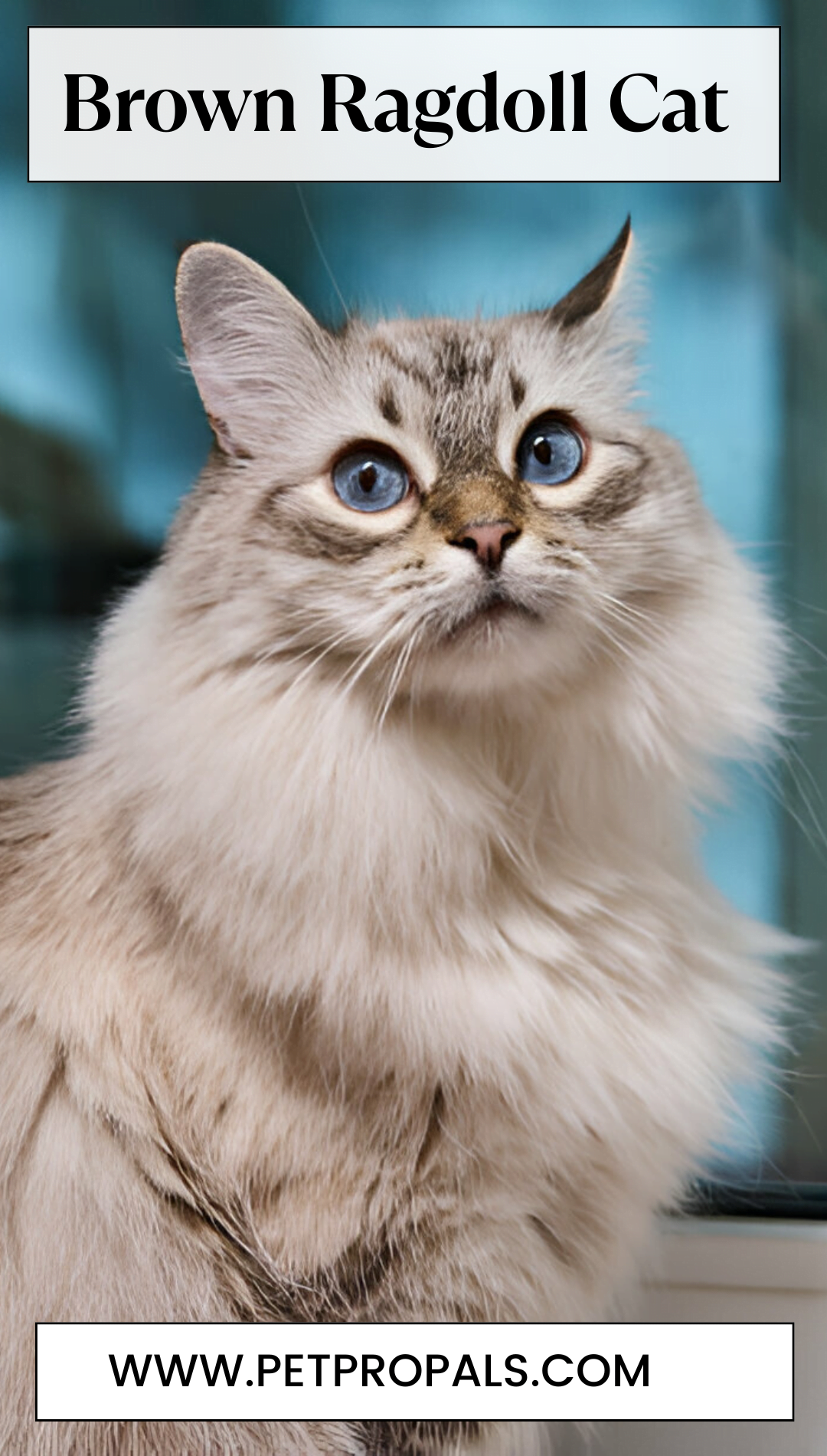 Brown Ragdoll Cats Types, Lifespan, Facts, Care, Adoption & Cost