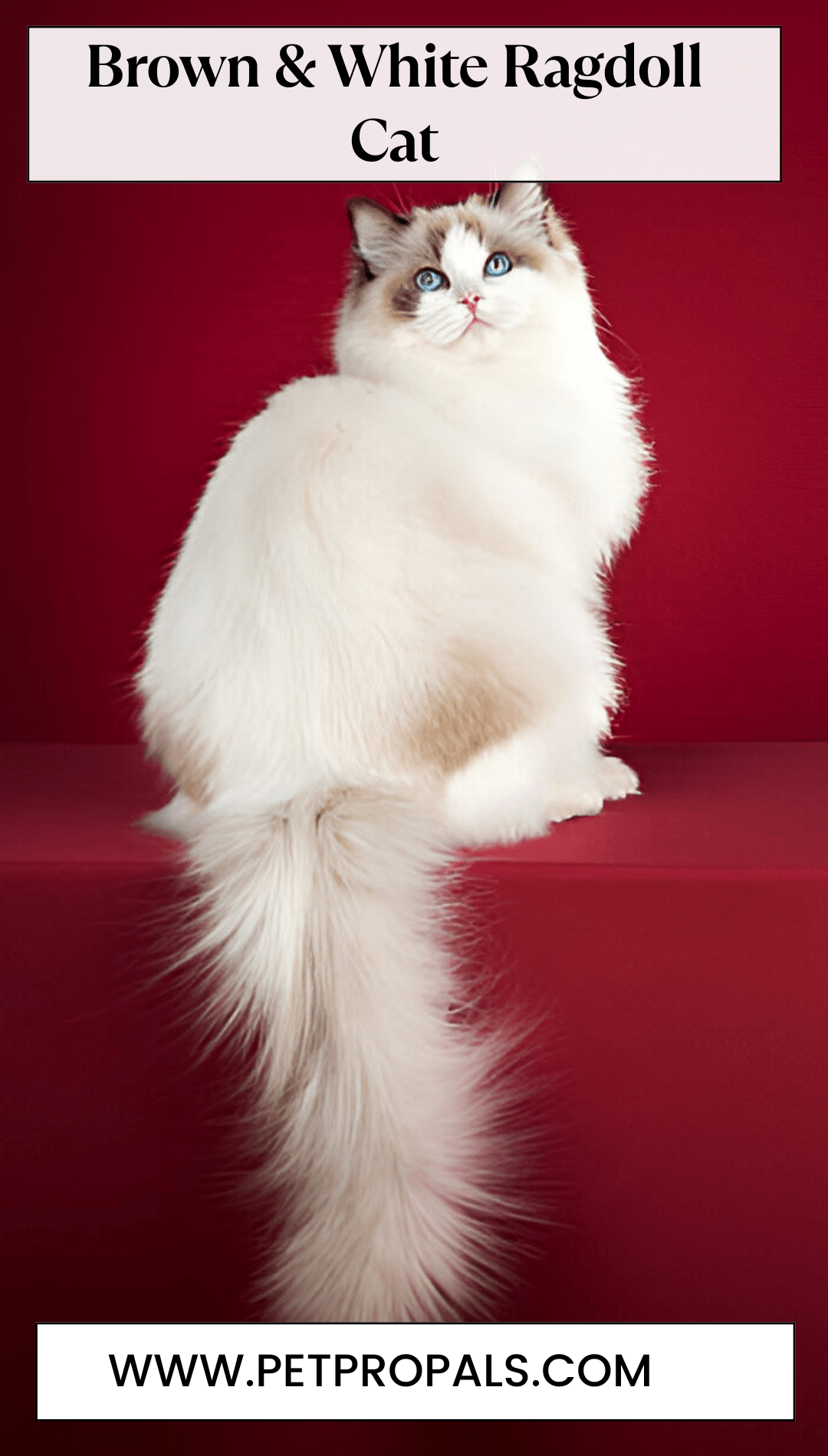 Brown Ragdoll Cats Types, Lifespan, Facts, Care, Adoption & Cost