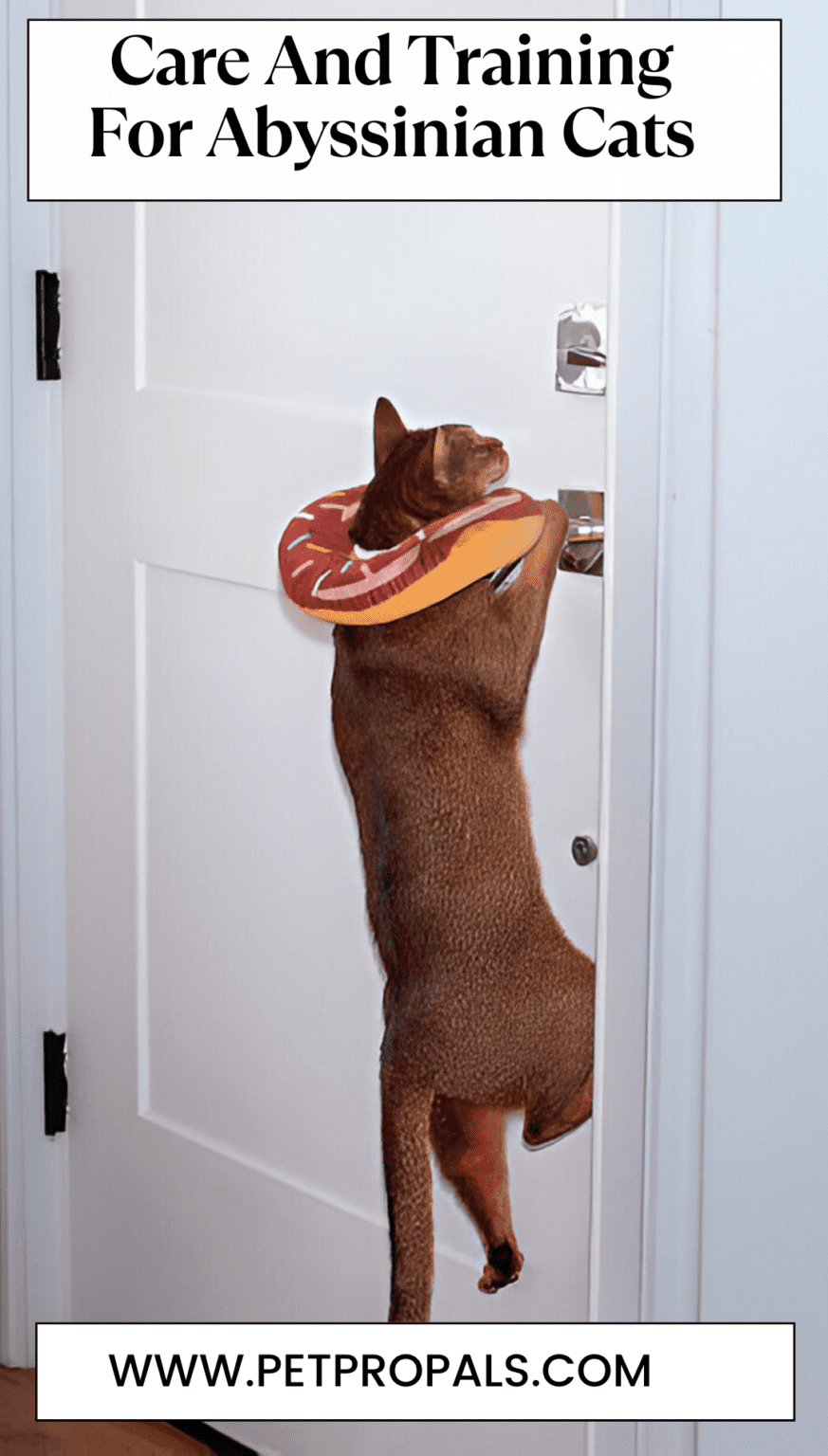 Abyssinian cat Lifespan, Colors, Origin ,Care, traits & More