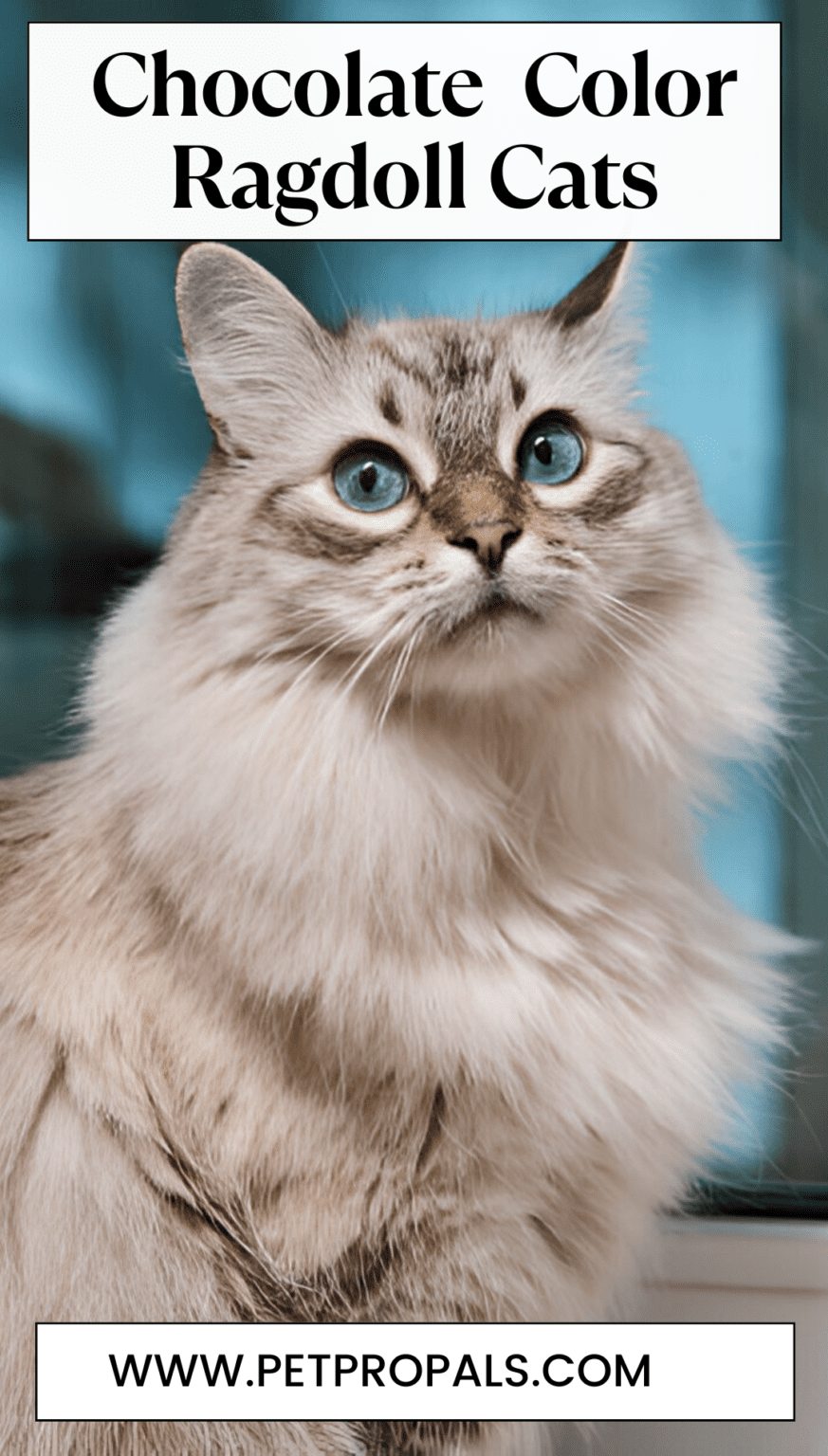 25 Stunning Colors and Patterns of Ragdoll Cats With Images
