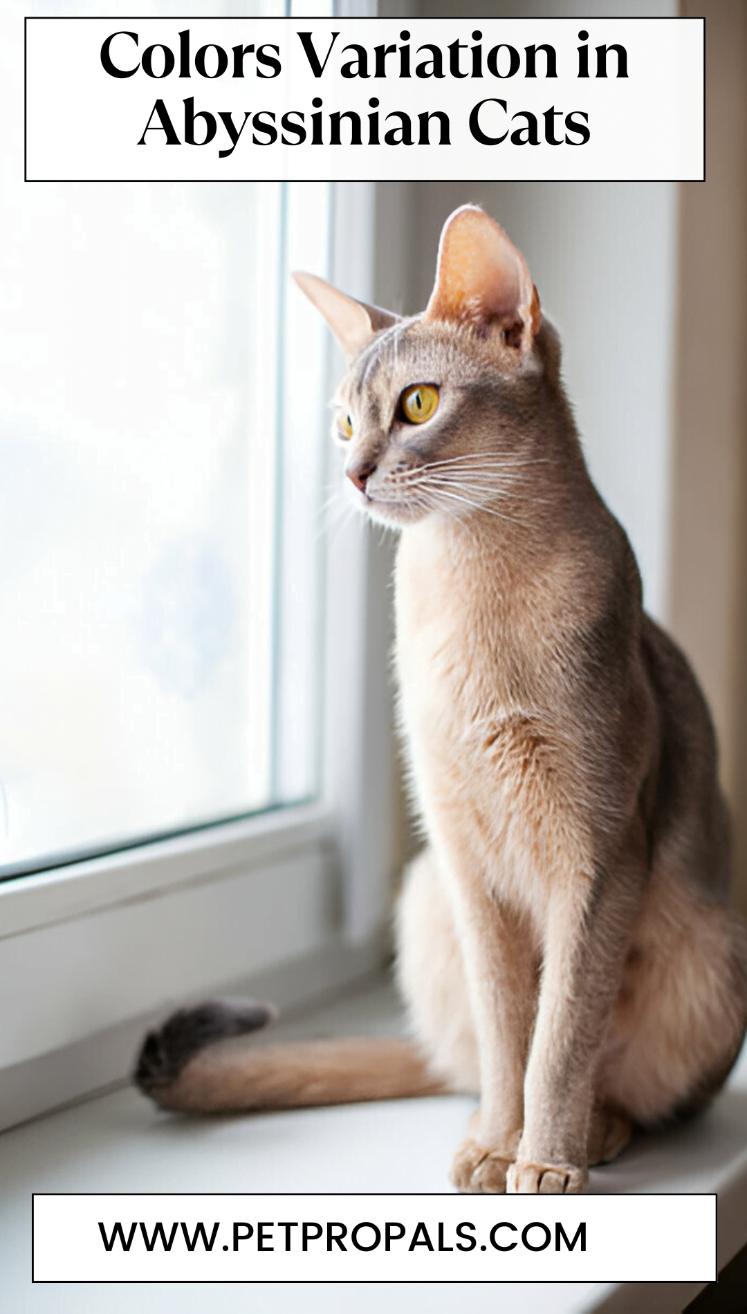 Abyssinian cat Lifespan, Colors, Origin ,Care, traits & More
