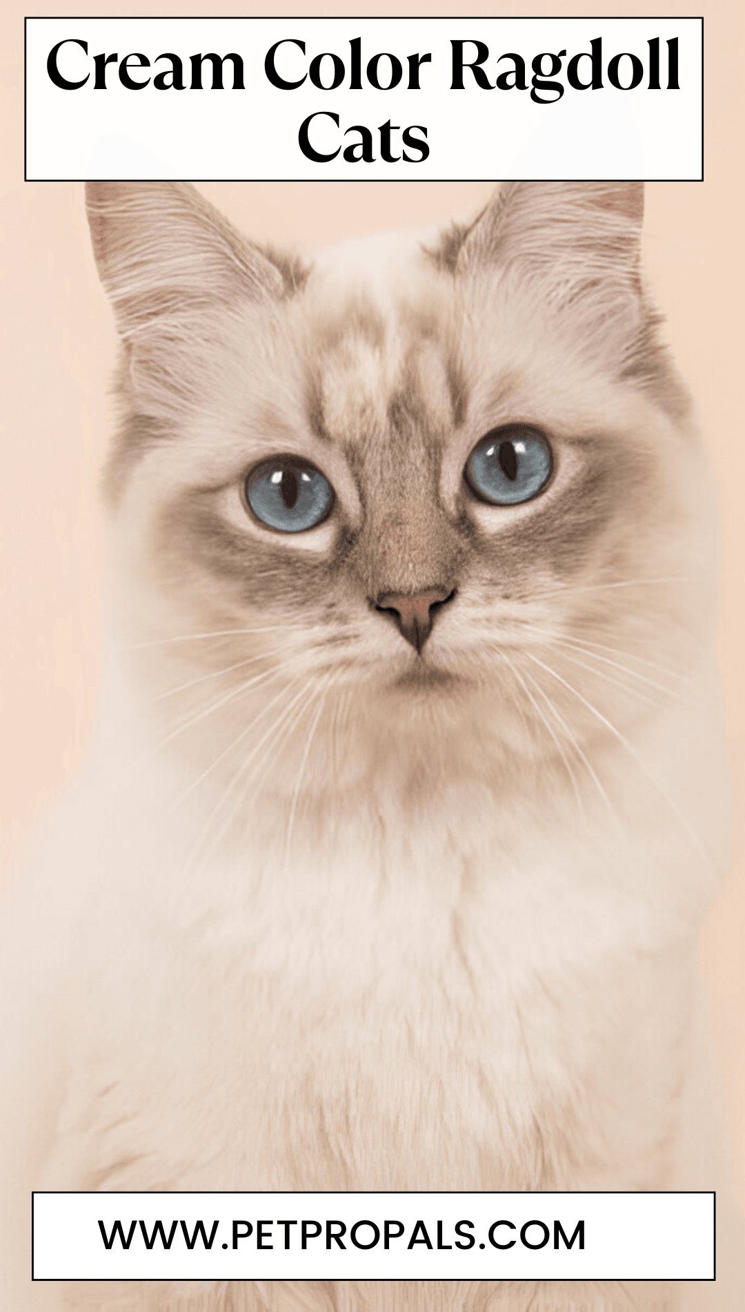 25 Stunning Colors and Patterns of Ragdoll Cats With Images