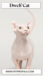 Dwelf Cat Breed Info: Lifespan ,Care and Feeding Habits