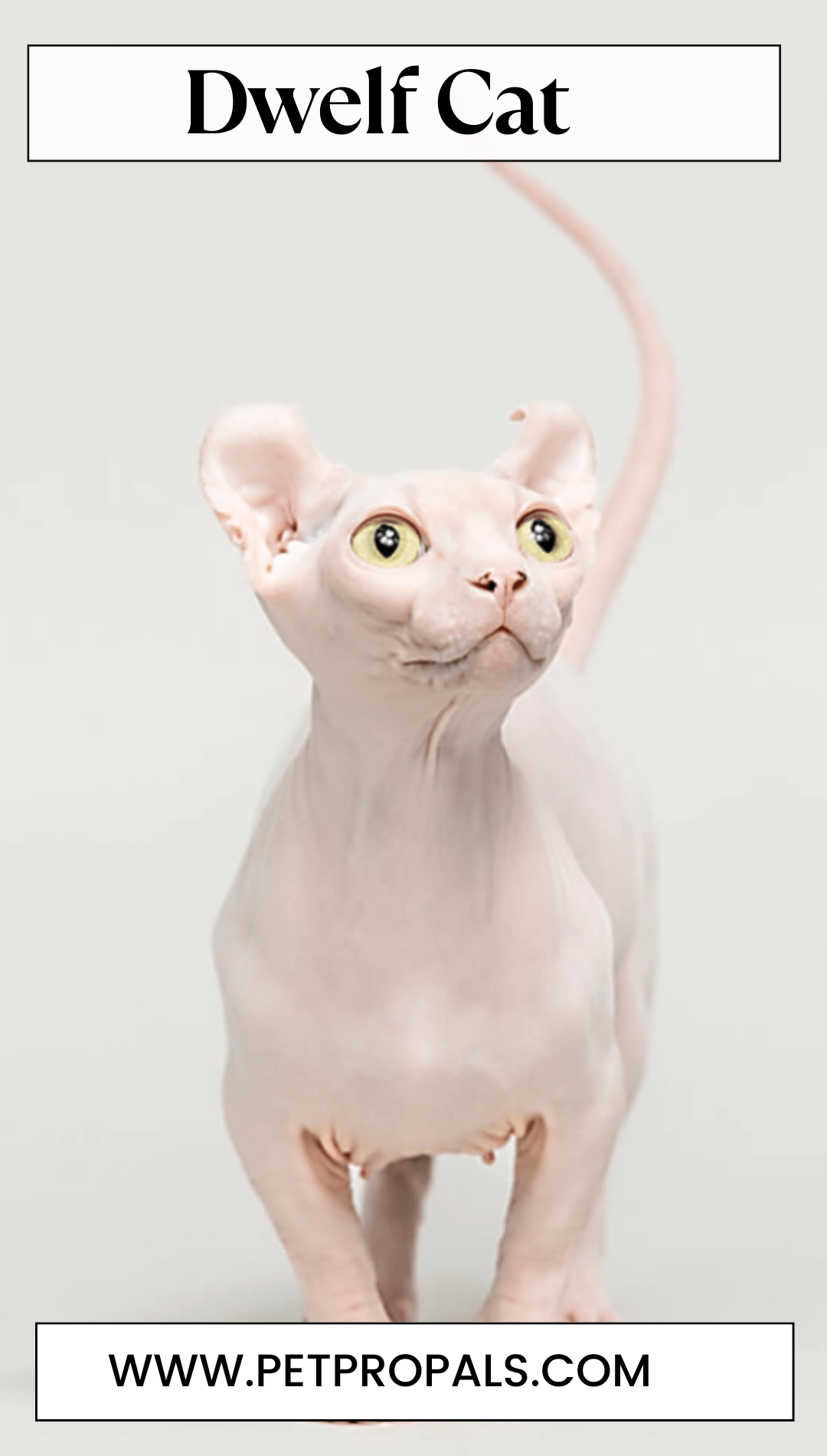 Dwelf Cat Breed Info: Lifespan ,Care and Feeding Habits