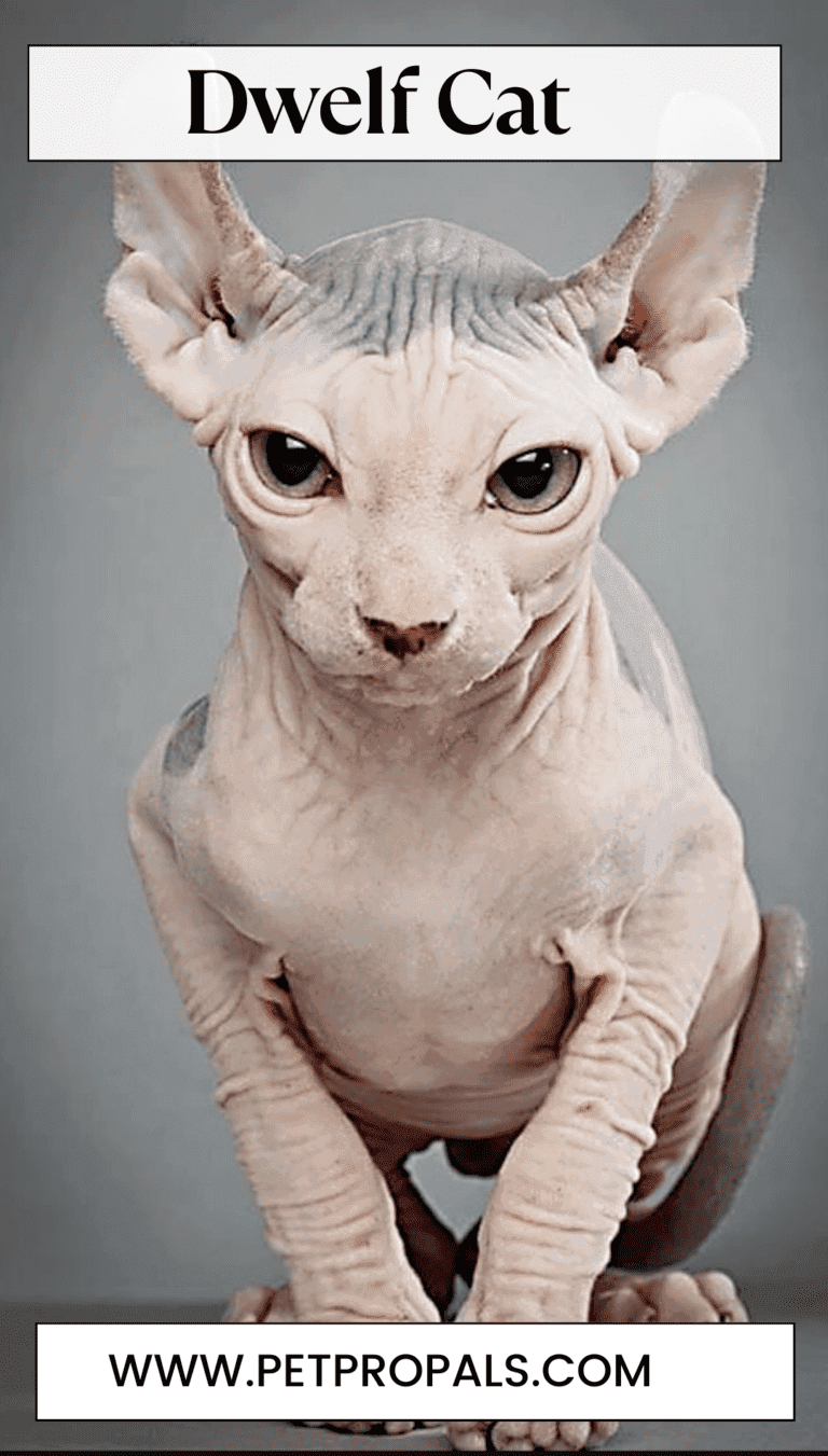 Dwelf Cat Breed Info: Lifespan ,Care and Feeding Habits