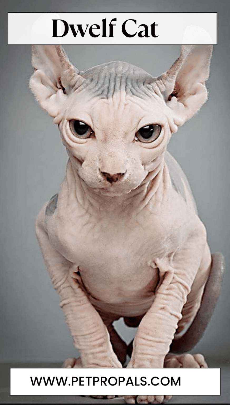 Dwelf Cat Breed Info: Lifespan ,Care and Feeding Habits