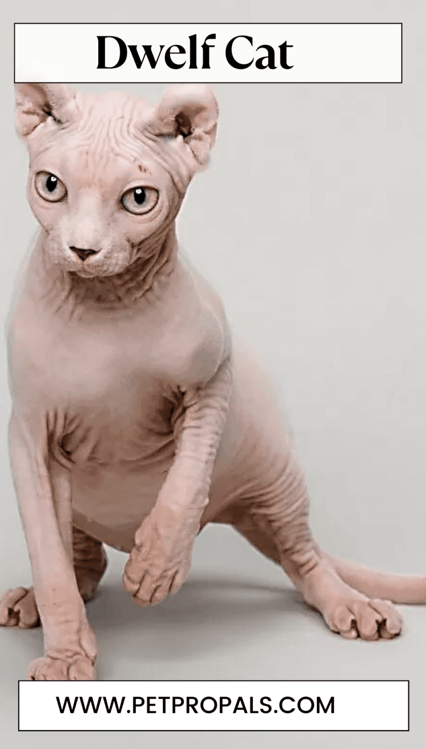 Dwelf Cat Breed Info: Lifespan ,Care and Feeding Habits