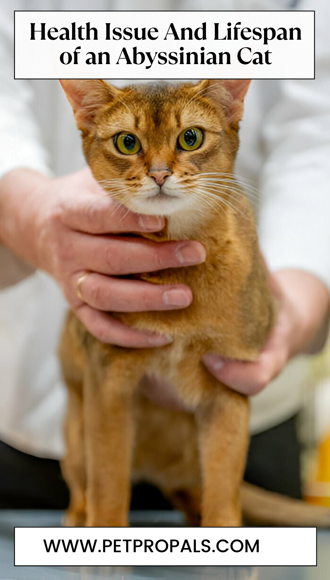 Abyssinian cat Lifespan, Colors, Origin ,Care, traits & More