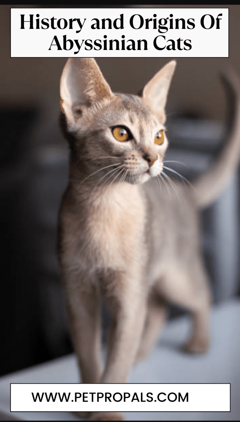 Abyssinian cat Lifespan, Colors, Origin ,Care, traits & More