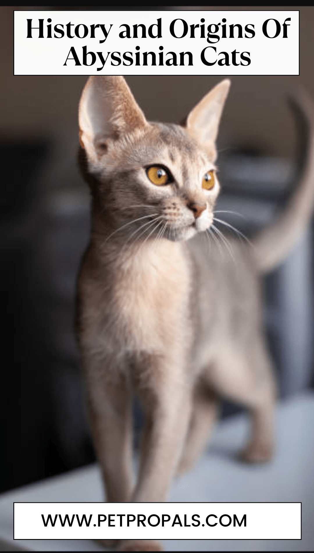 Abyssinian cat Lifespan, Colors, Origin ,Care, traits & More