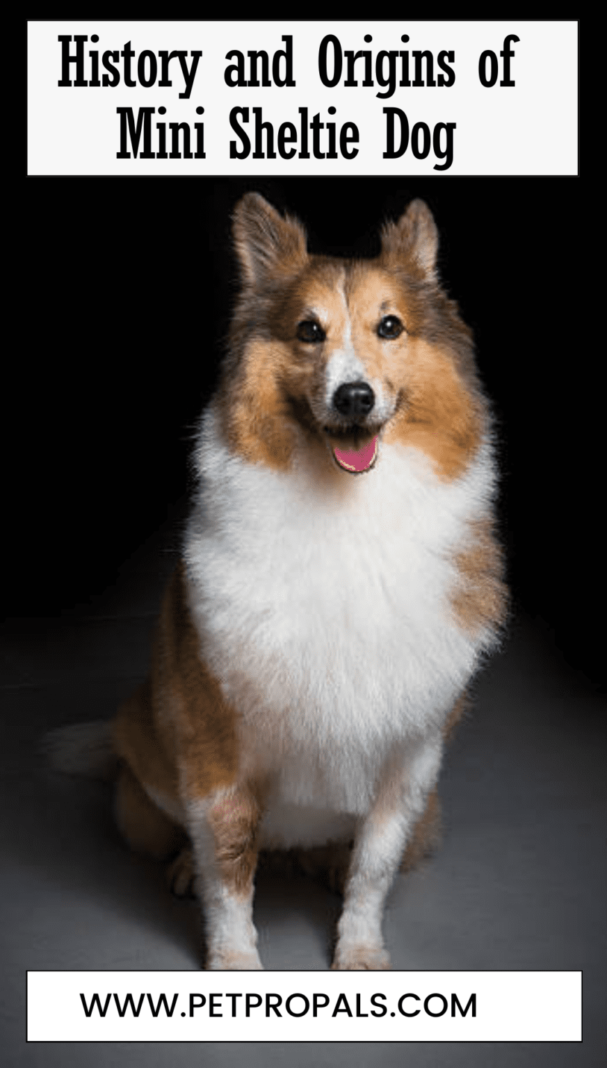 The-Mini Sheltie Dog Breed Info, Lifespan, Care And Feeding