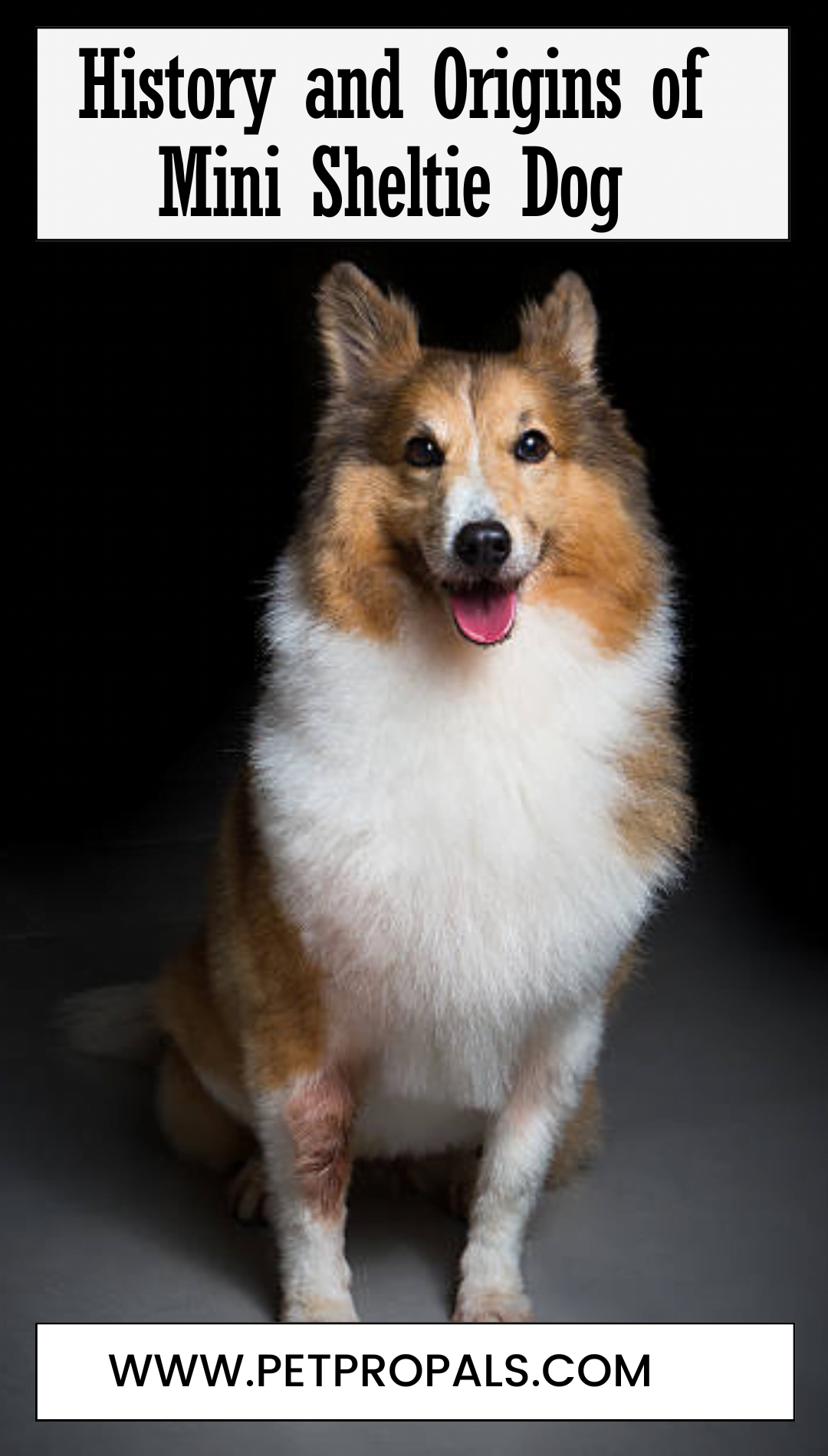 The-Mini Sheltie Dog Breed Info, Lifespan, Care And Feeding