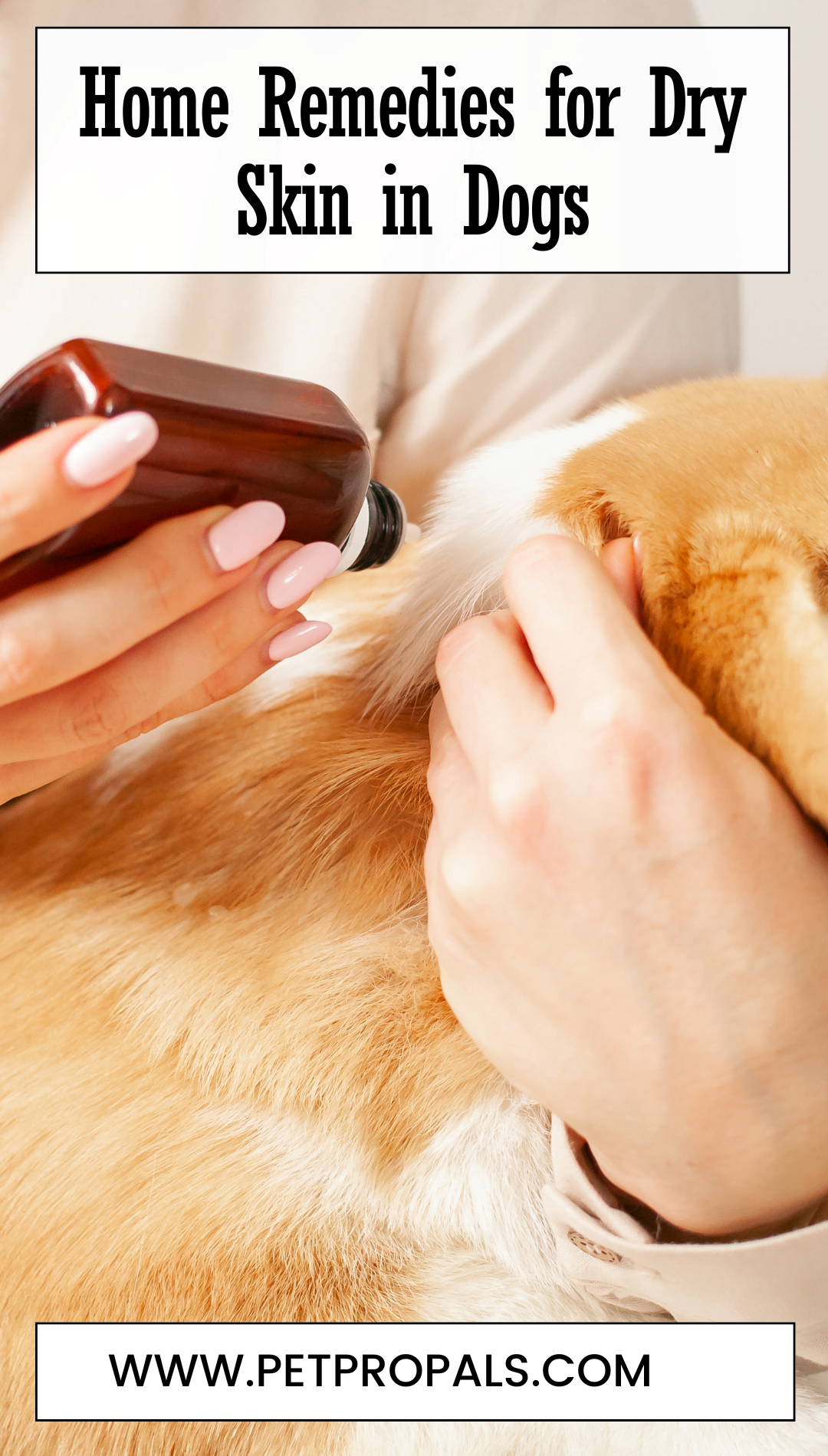 How To Help Dogs With Dry Skin Naturally At Home (Winter)