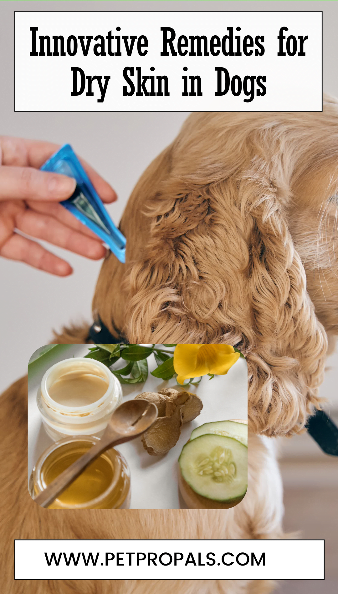 How To Help Dogs With Dry Skin Naturally At Home (Winter)