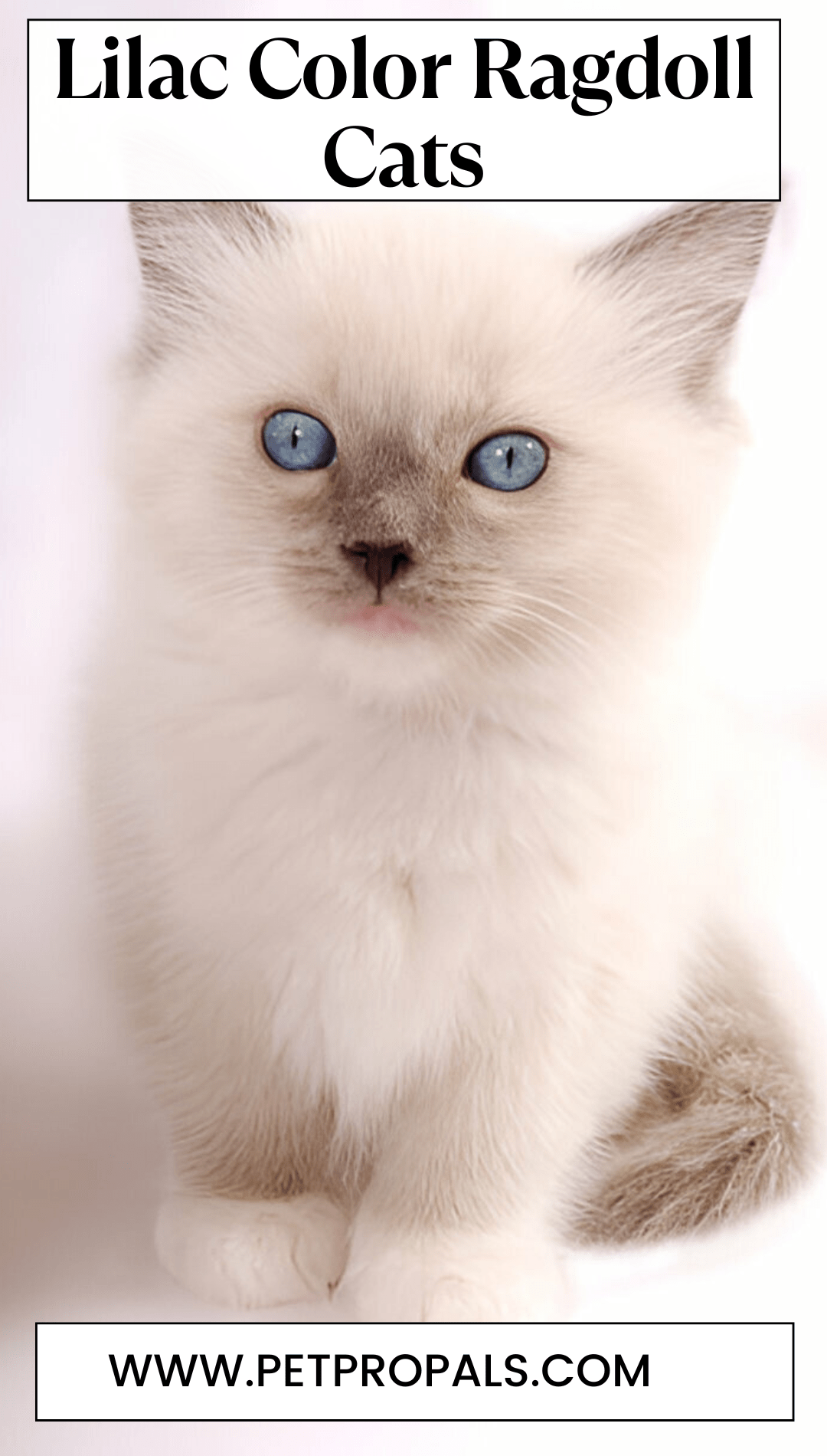25 Stunning Colors and Patterns of Ragdoll Cats With Images
