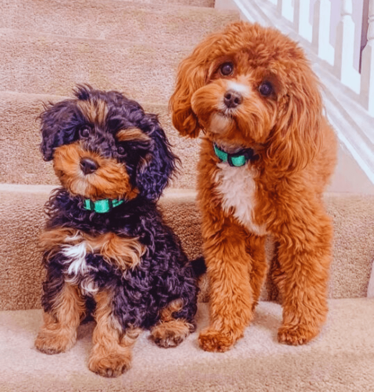 Miniature Cavapoo Size ,Weight ,Lifespan,Care and More