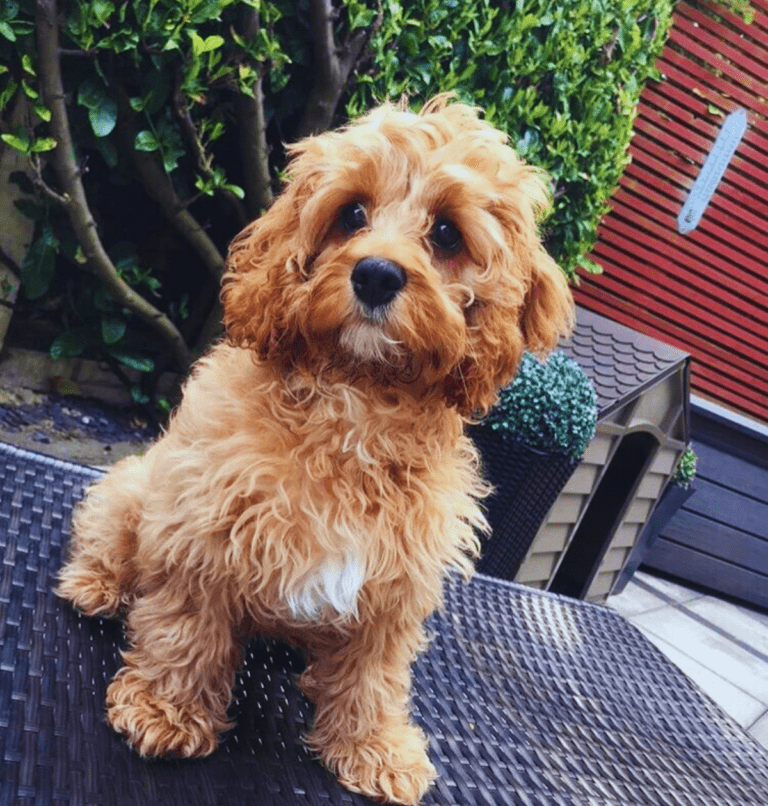 Miniature Cavapoo Size ,Weight ,Lifespan,Care and More