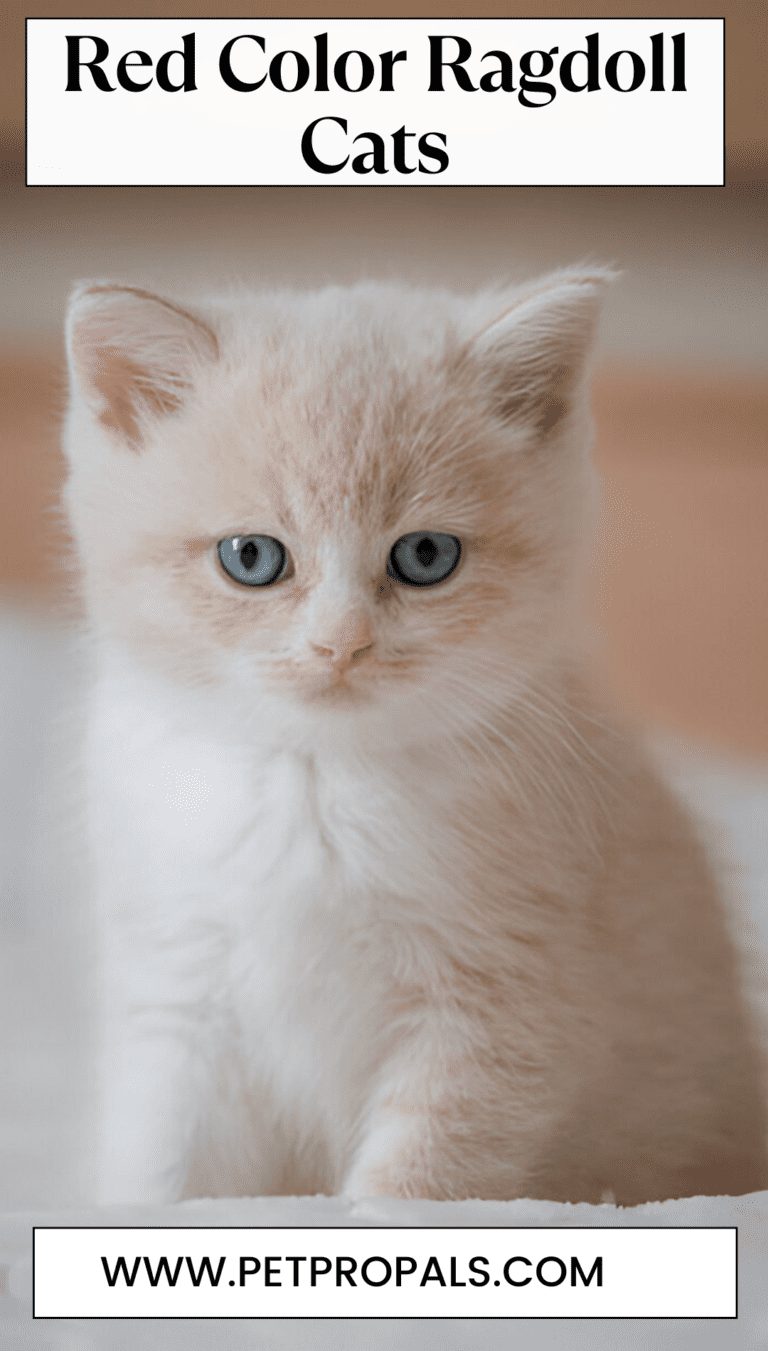 25 Stunning Colors and Patterns of Ragdoll Cats With Images