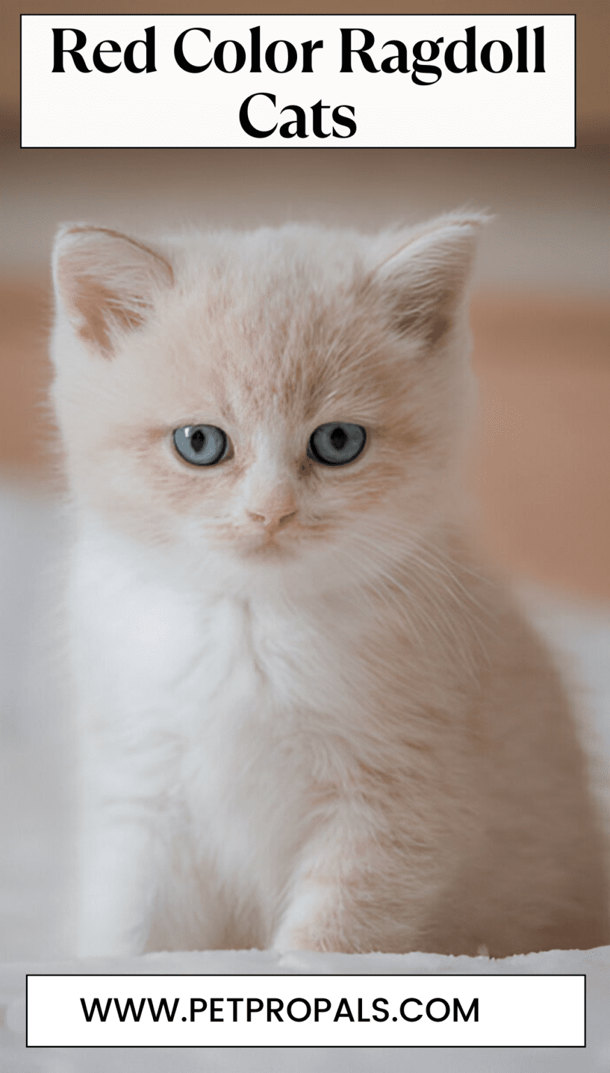 25 Stunning Colors and Patterns of Ragdoll Cats With Images