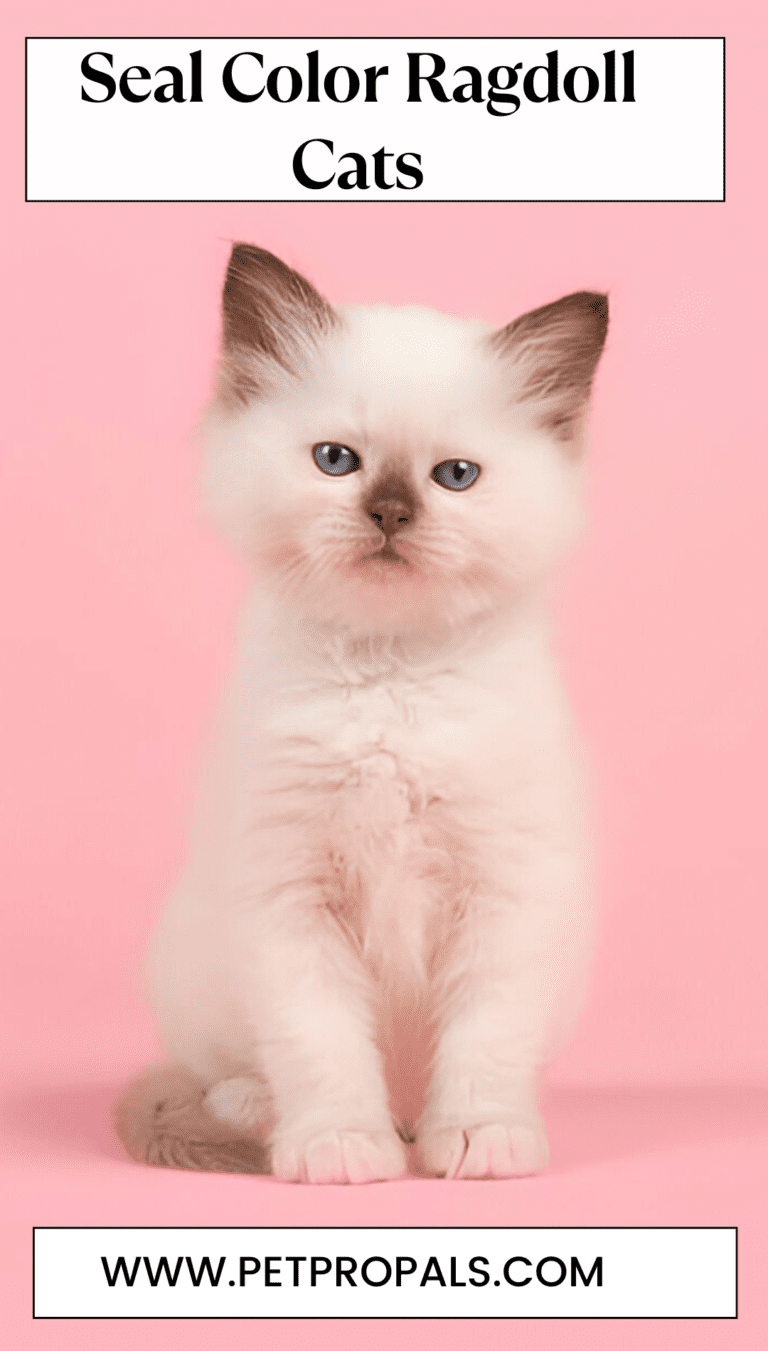 25 Stunning Colors and Patterns of Ragdoll Cats With Images