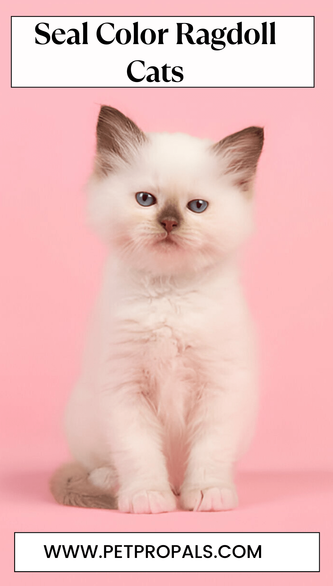 25 Stunning Colors and Patterns of Ragdoll Cats With Images