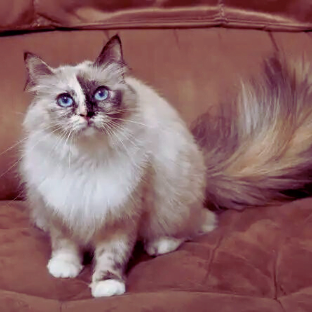 Are Ojos Azules Cats Rare? Unveiling the Mystery in 2025