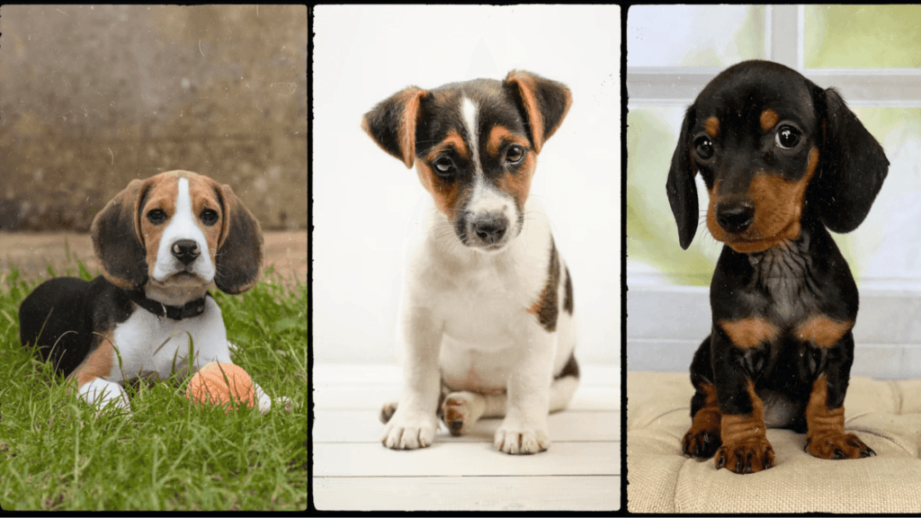 17 Small Hunting Dog Breeds with Pictures and Overview