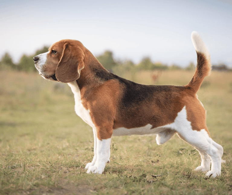 17 Small Hunting Dog Breeds with Pictures and Overview