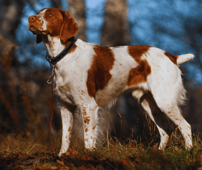 17 Small Hunting Dog Breeds with Pictures and Overview