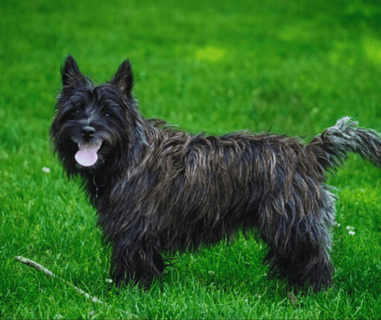 17 Small Hunting Dog Breeds with Pictures and Overview