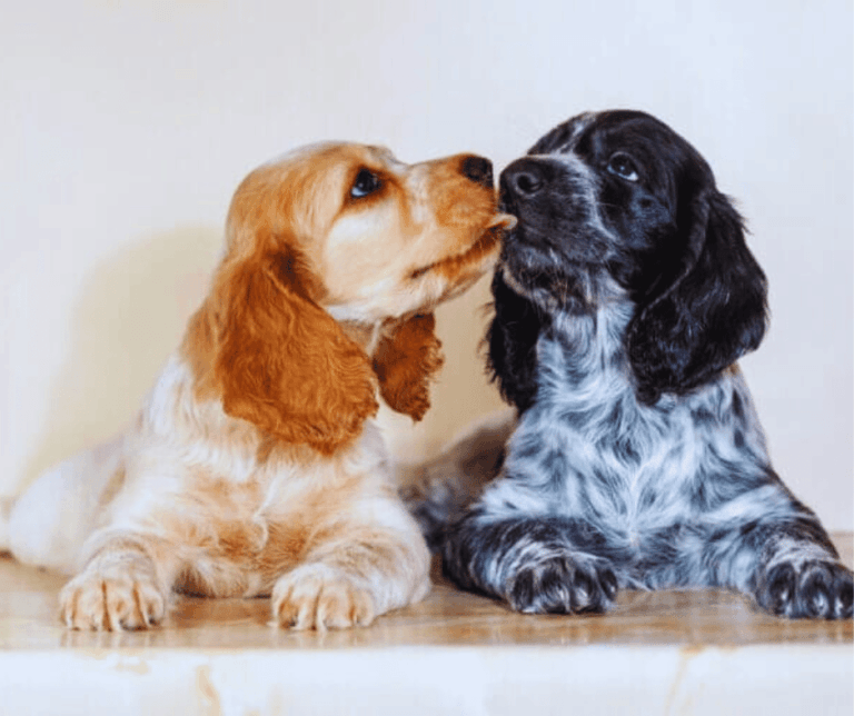 17 Small Hunting Dog Breeds with Pictures and Overview