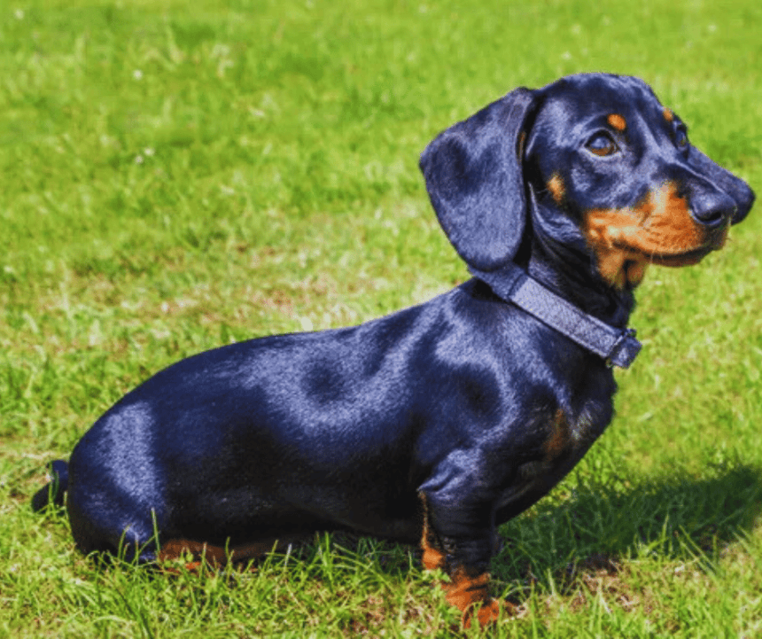 17 Small Hunting Dog Breeds with Pictures and Overview