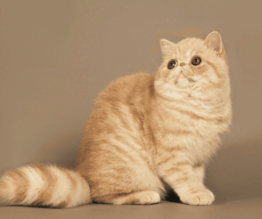Reputable Exotic Cat Breeder Byron Exotics Review (2026)