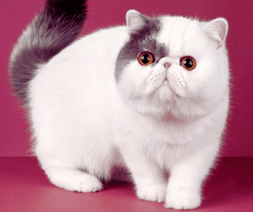 Reputable Exotic Cat Breeder Byron Exotics Review (2026)