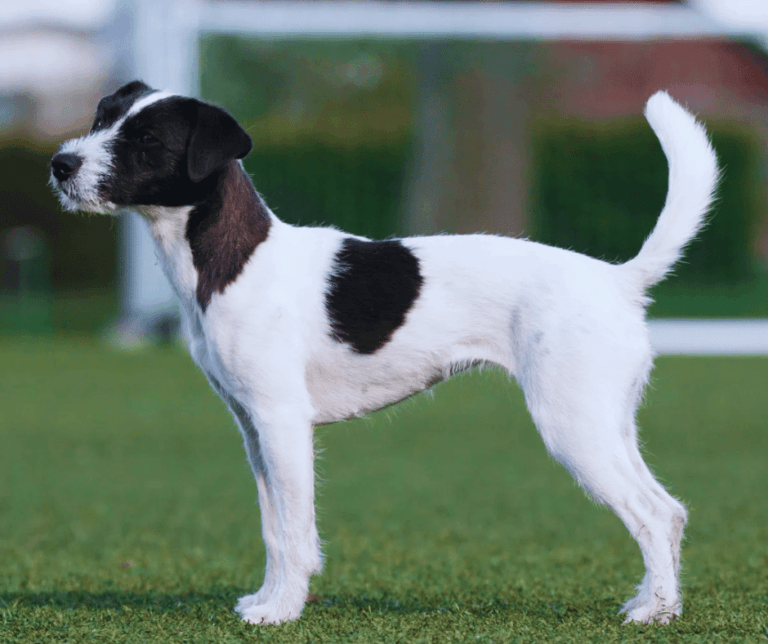 17 Small Hunting Dog Breeds with Pictures and Overview