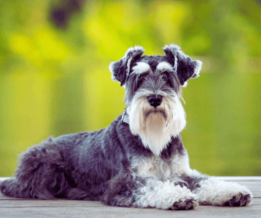 17 Small Hunting Dog Breeds with Pictures and Overview