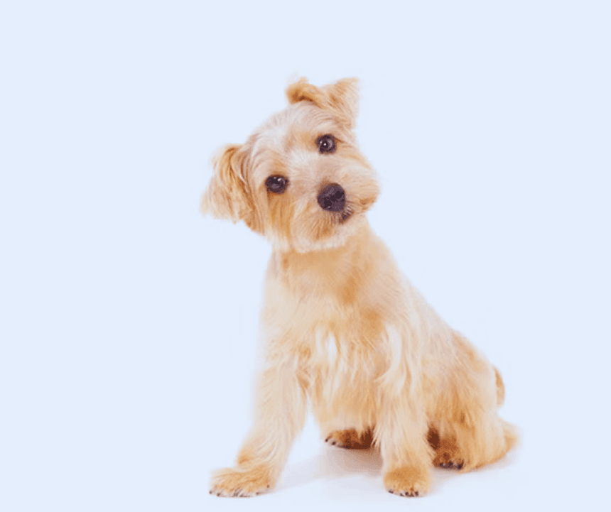 17 Small Hunting Dog Breeds with Pictures and Overview