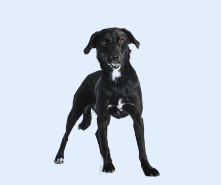 17 Small Hunting Dog Breeds with Pictures and Overview