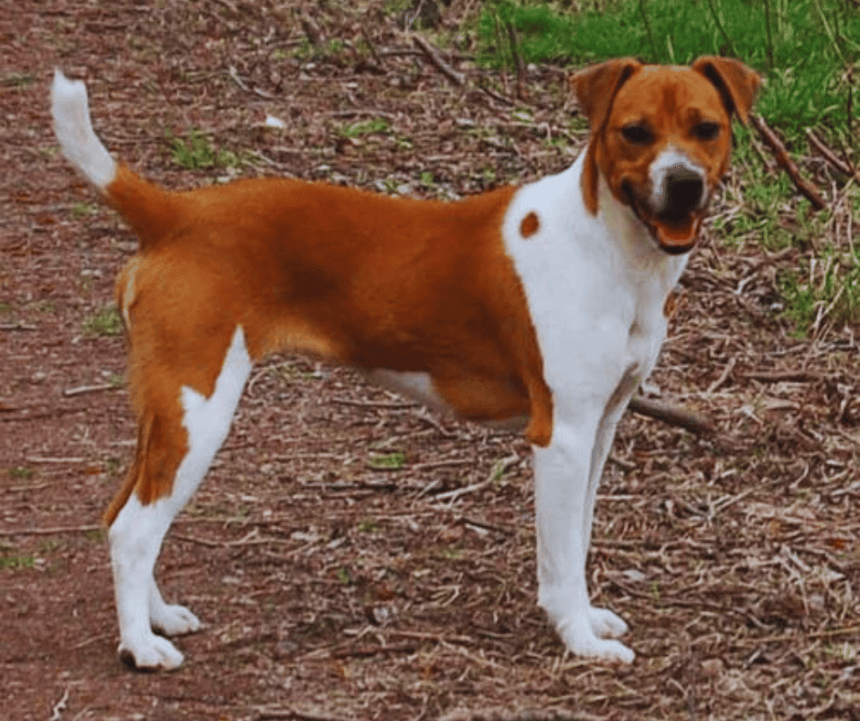 17 Small Hunting Dog Breeds with Pictures and Overview