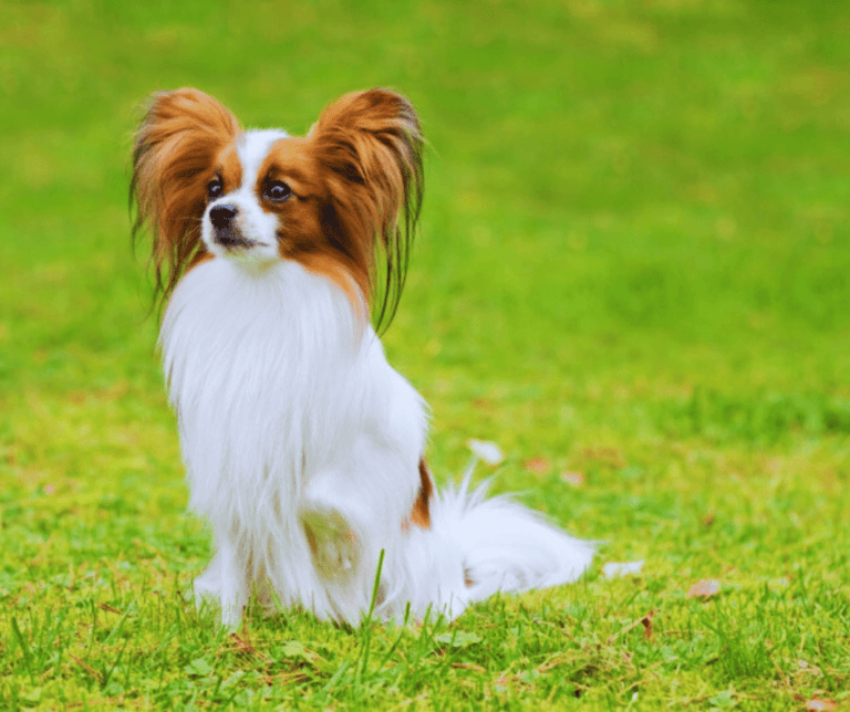 17 Small Hunting Dog Breeds with Pictures and Overview